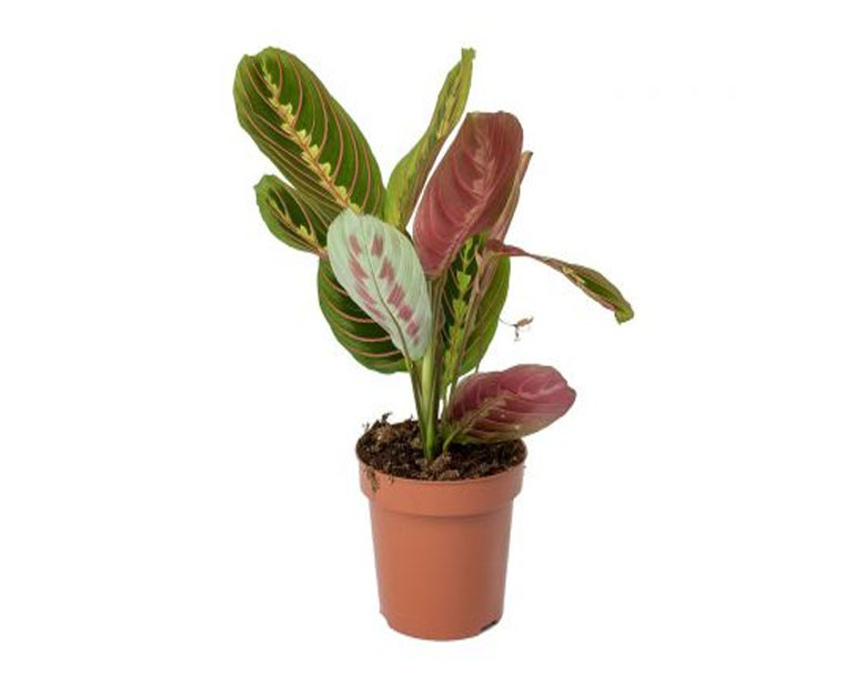 Calathea Maranta 1 – Mashtal Qatar