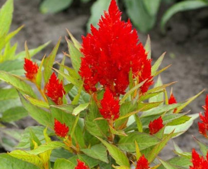 Celosia – Mashtal Qatar
