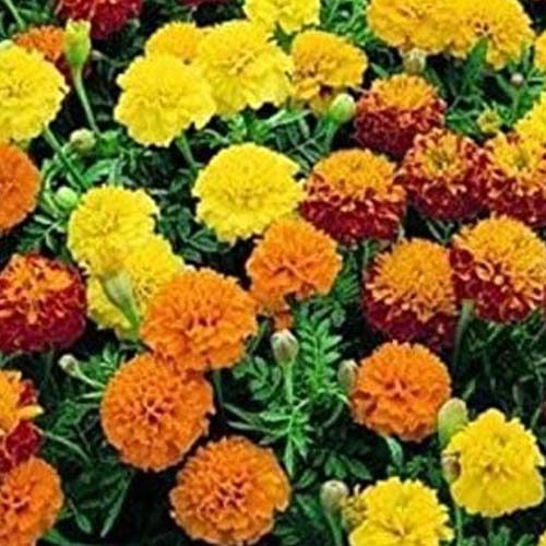 TAGETE NANA DWARF MARIGOLD SEEDS – Mashtal Qatar