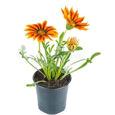 Gazania splendens 2 – Mashtal Qatar