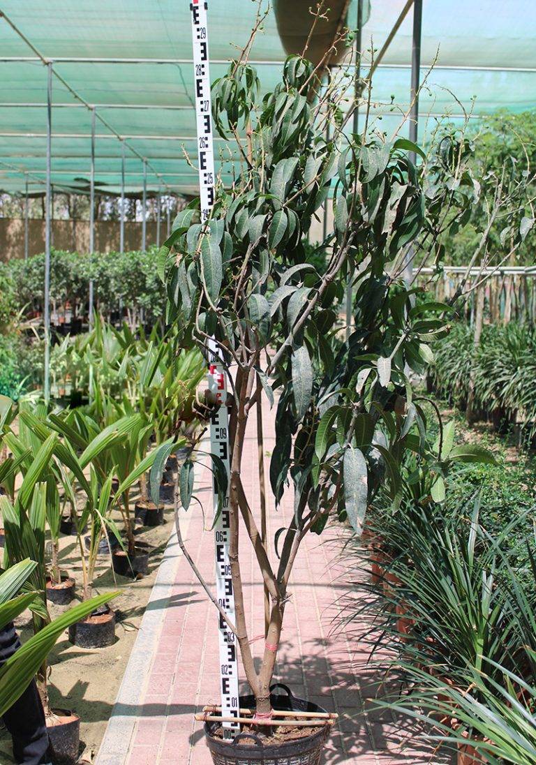 Mangifera indica “Mango” Thai ( 2.0 – 2.2m Height & Bushy ) – Mashtal Qatar
