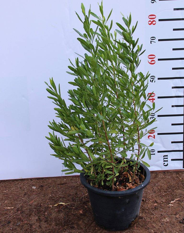 Dodonaea viscosa 80-100cm – Mashtal Qatar