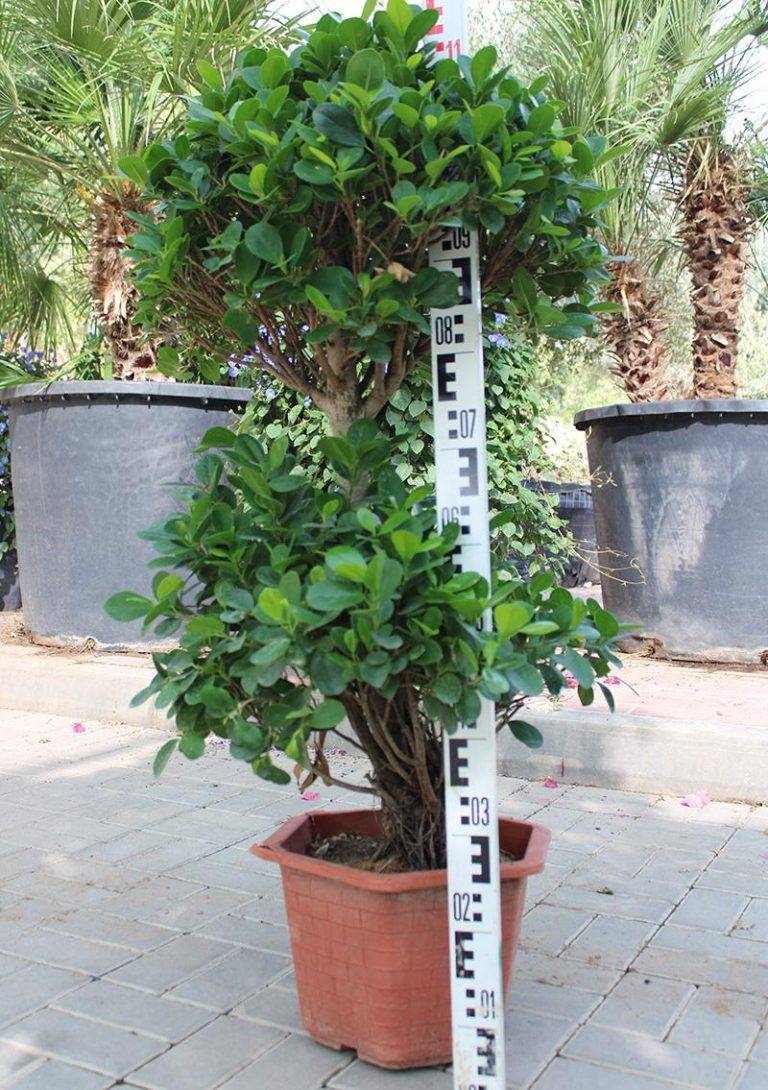 Ficus Panda Two Steps – Mashtal Qatar
