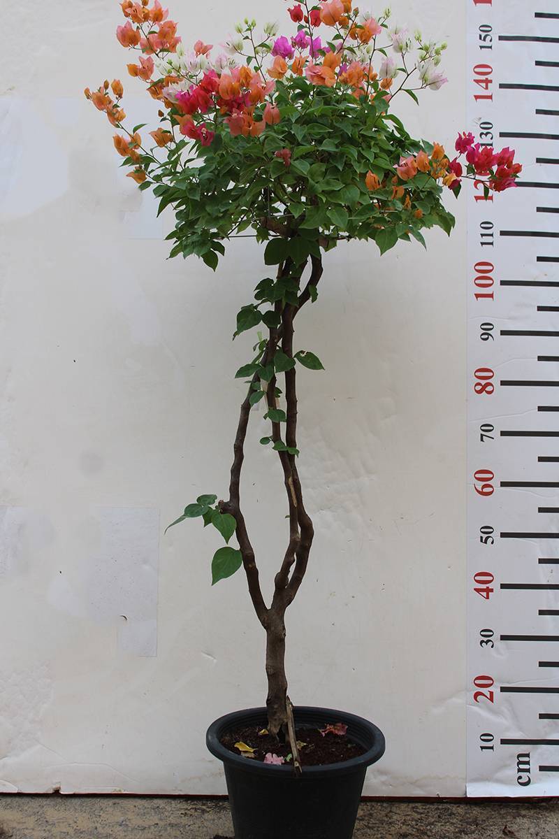 00040273(Bougainvillea Umbrella Shape) – Mashtal Qatar