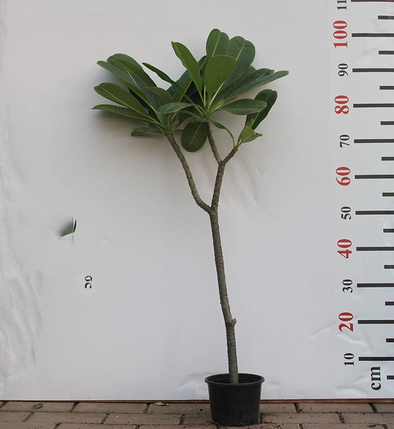 00042460-Plumeria obtusa – Mashtal Qatar
